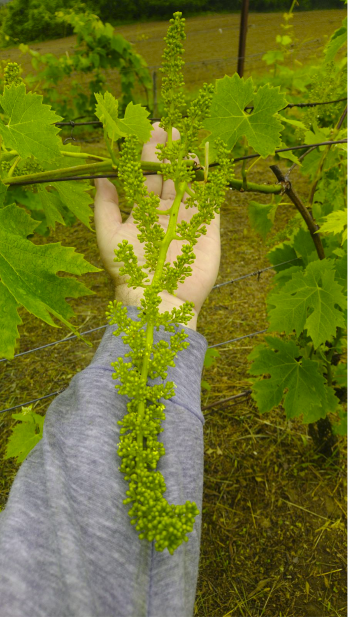 Trichoderma törzsek a növényben