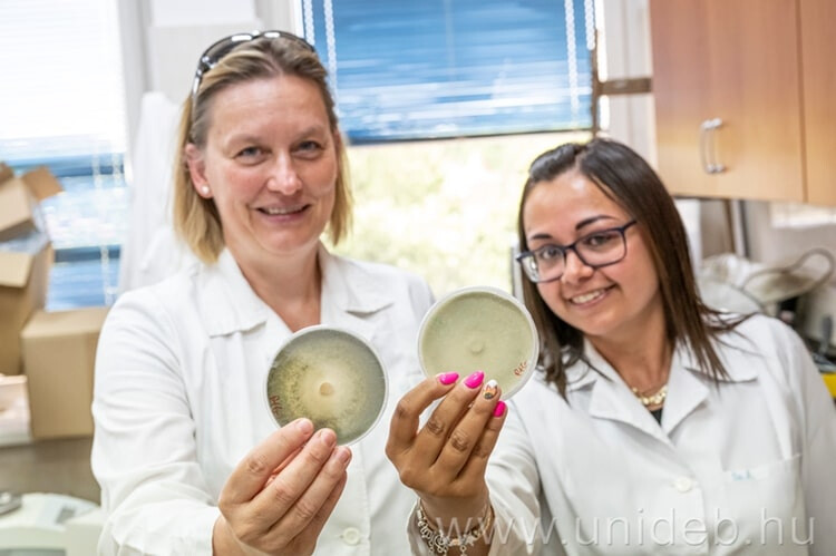 Trichoderma törzsek a növényben